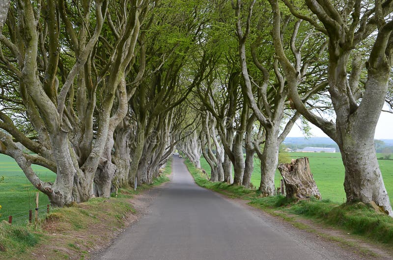 Dark Hedges Old Beech Trees and Road in Ireland Stock Image - Image of ...
