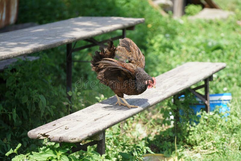 Dark Hen Jumping from a Table Stock Photo - Image of brown, bareneck ...