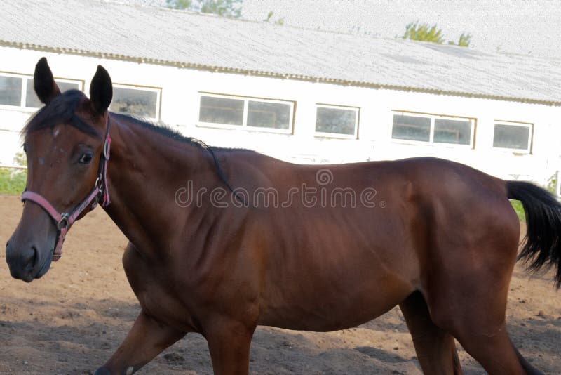 Dark Horse Side View Against the Background of the Stable Stock Image ...