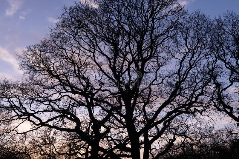 Dark, Impressive Tree Crown Silhouette at Sunset Stock Image - Image of ...