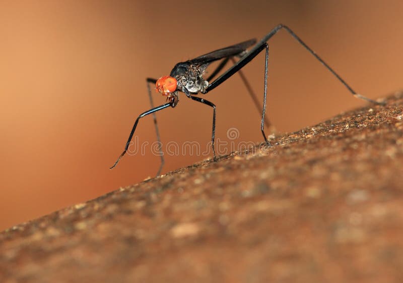 Dark insect stock image. Image of macro, jungle, insect - 4935941