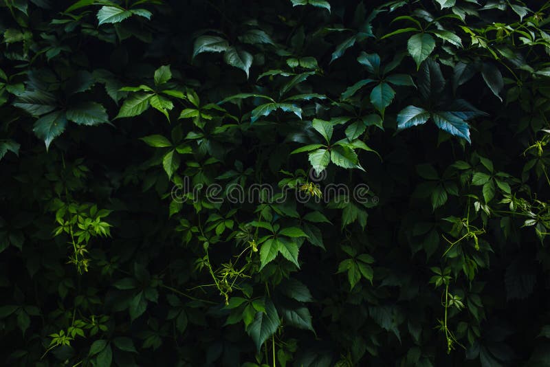 Dark Ivy As Green Wallpaper Stock Photo - Image of modern, flora: 197893018