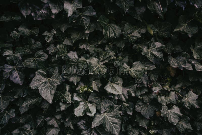 Dark ivy wall background stock image. Image of fresh - 182047369