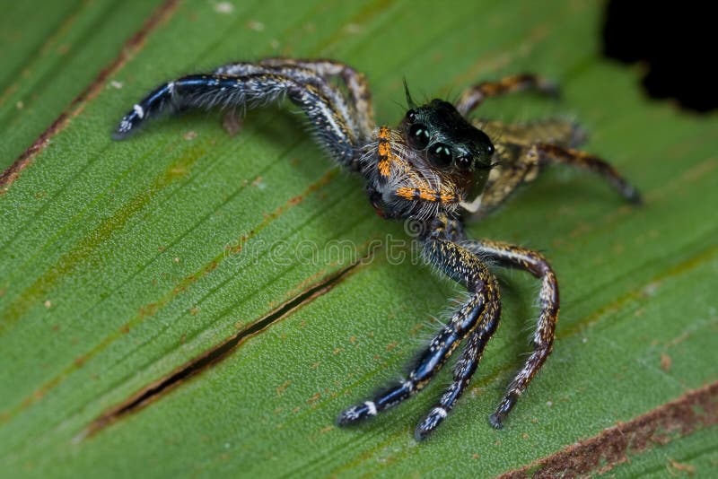 A dark jumping spider stock image. Image of predator - 10633461