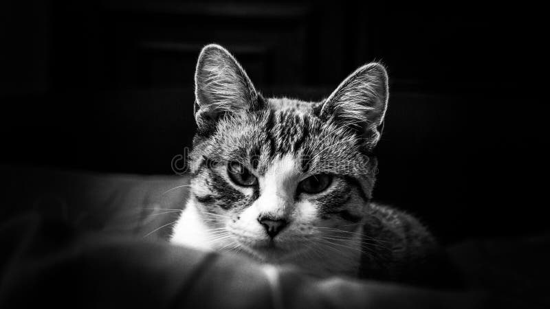 Dark Kitty stock image. Image of kitty, wopwop, dark - 109882977