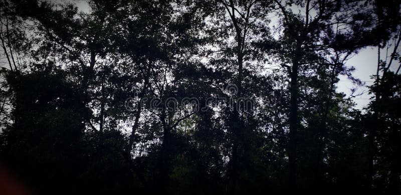 Dark knight stock photo. Image of light, knight, tree - 147050166
