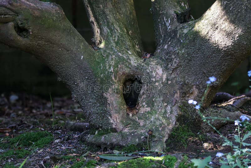 Dark Knot Hole of a Thick Tree Trunk Stock Image - Image of damaged ...