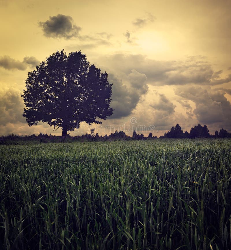Dark Landscape with Lonely Tree and Moody Sky Stock Photo - Image of ...