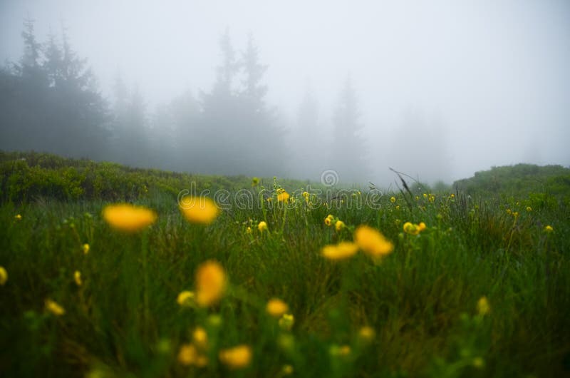 Mist meadow corn field stock photo. Image of sunrise - 78353318