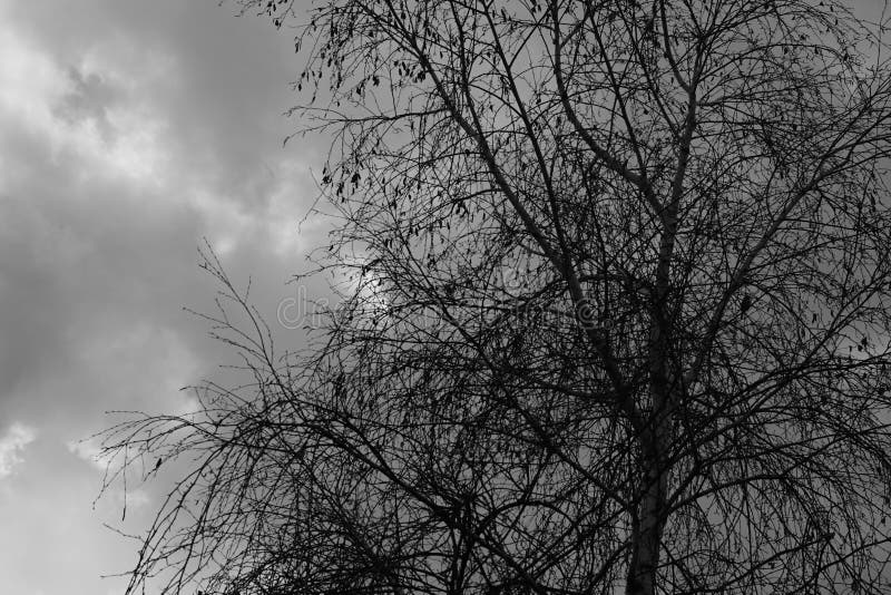 Dark Large Gray Clouds and Black Birch Tree Silhouette, Bw Photo Stock ...