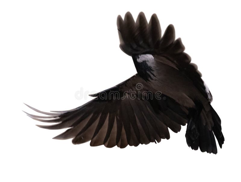 Dark Large Grey Isolated Crow Stock Photo - Image of flying, animals ...