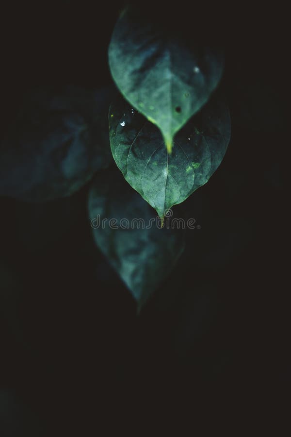 Dark Leaf Detail Deep Green, Cool Tone Stock Photo - Image of arrow ...