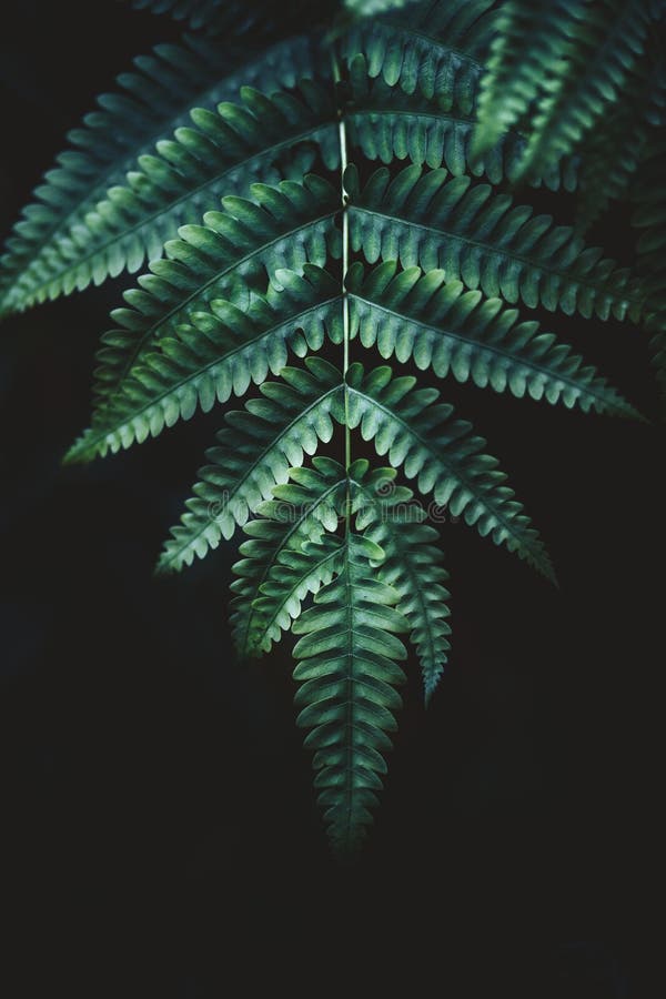 Dark Leaf Detail Deep Green, Cool Tone Stock Image - Image of element ...