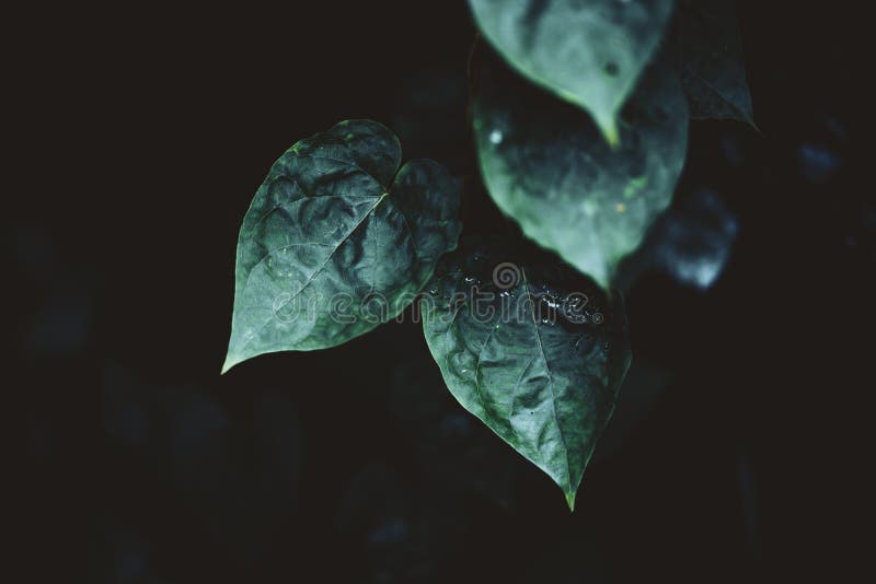 Dark Leaf Detail Deep Green, Cool Tone Stock Image - Image of element ...