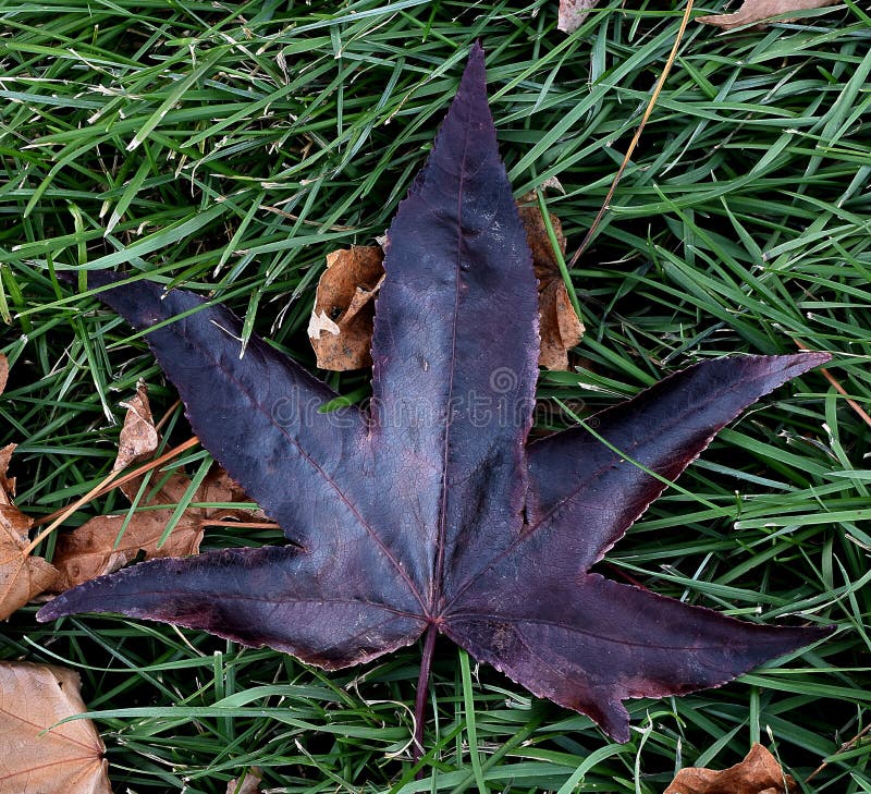 5 Pointed Leaf stock photo. Image of tree, autumn, points - 155861008