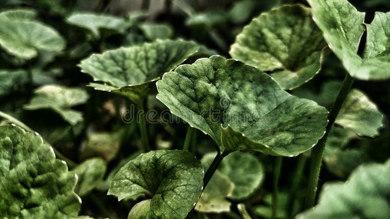 Dark Leaf Photo Theme, Dramatic Nature Effect Like As Deep Forest Stock ...