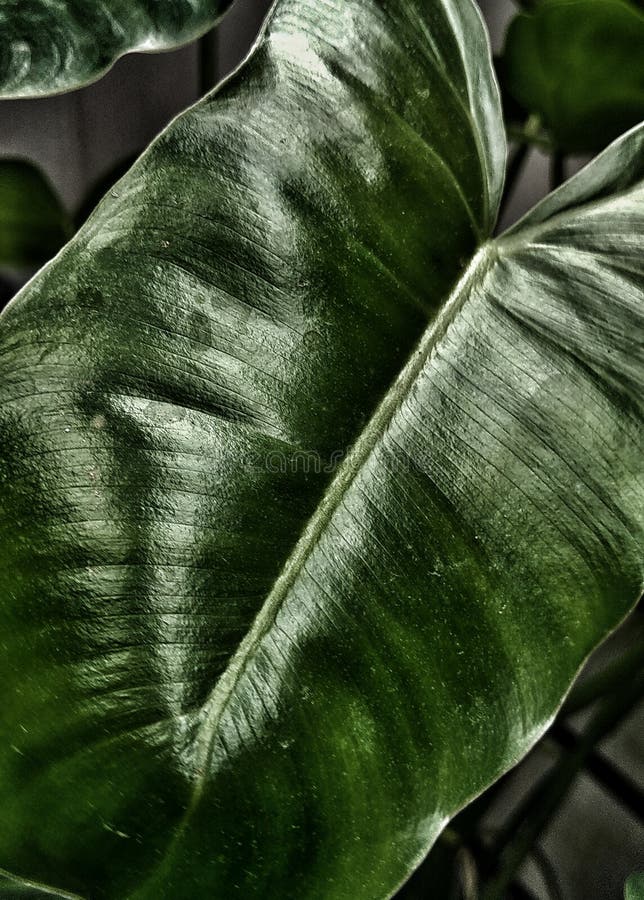 Dark Leaf Photo Theme, Dramatic Nature Effect Like As Deep Forest Stock ...