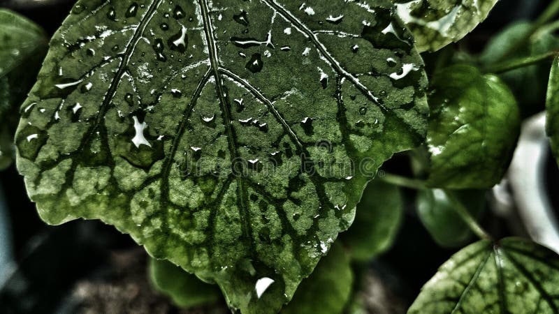 Dark Leaf Photo Theme, Dramatic Nature Effect Like As Deep Forest Stock ...