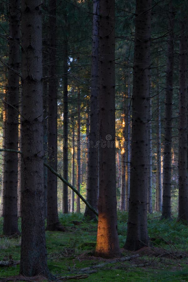 Dark and light in a forest stock image. Image of evening - 162509463