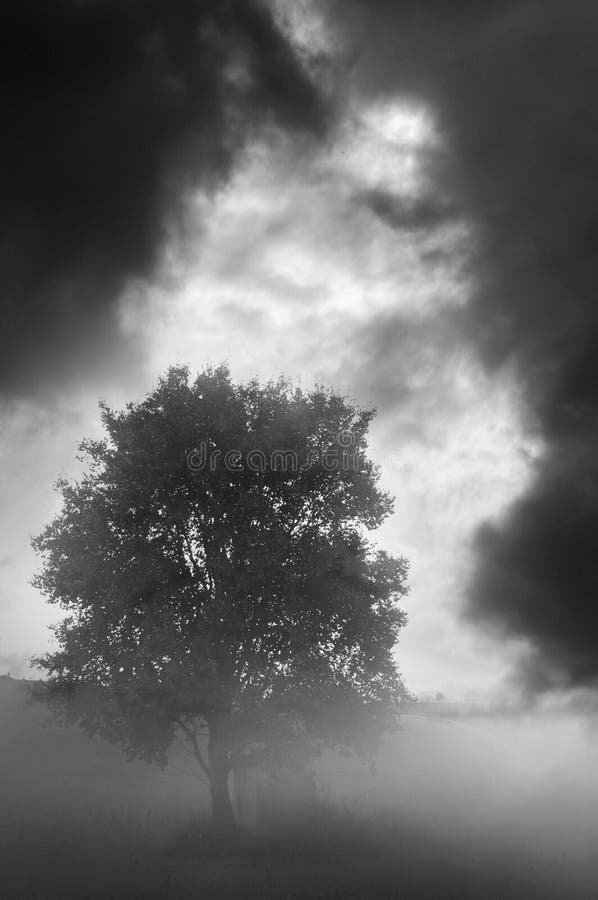 Dark lonely tree stock image. Image of vertical, light - 46899227