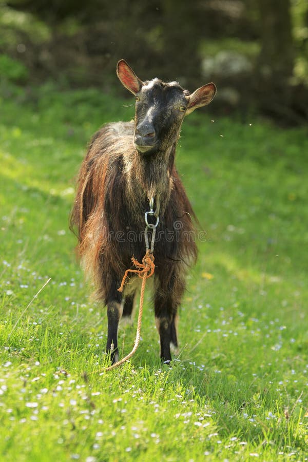 Long Haired Goat stock image. Image of brown, farm, wooley - 7322369