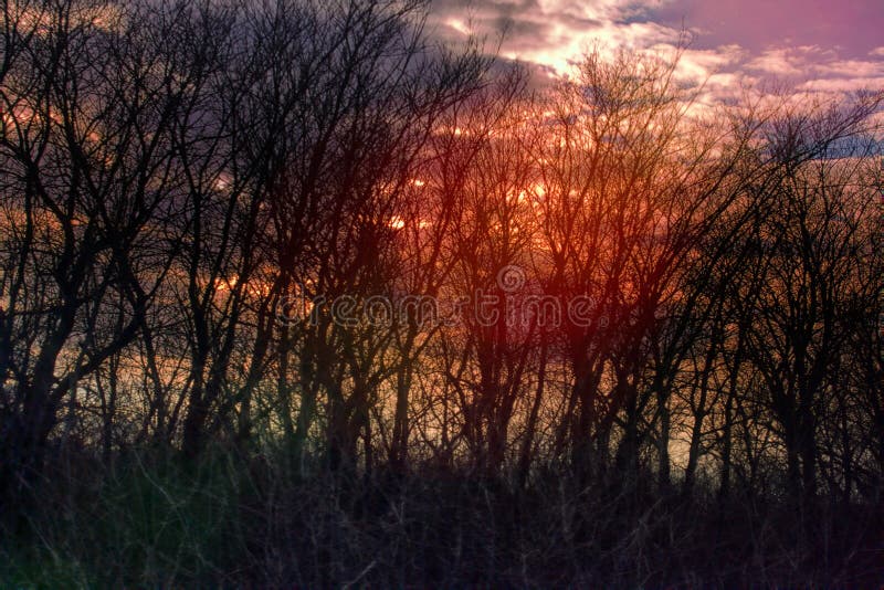 Dark magic forest stock photo. Image of grim, magical - 103961778