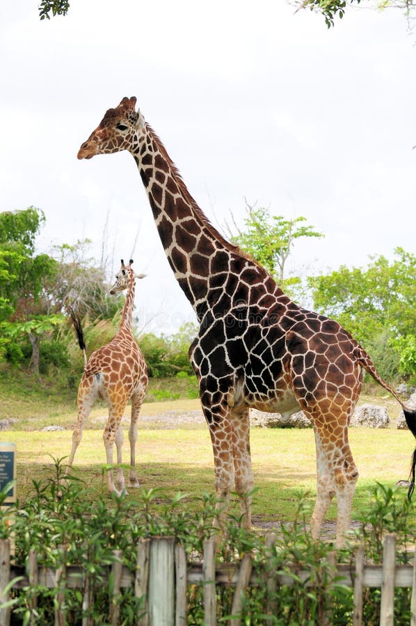 Dark Male Giraffe & Light Female Stock Image - Image of wilderness ...