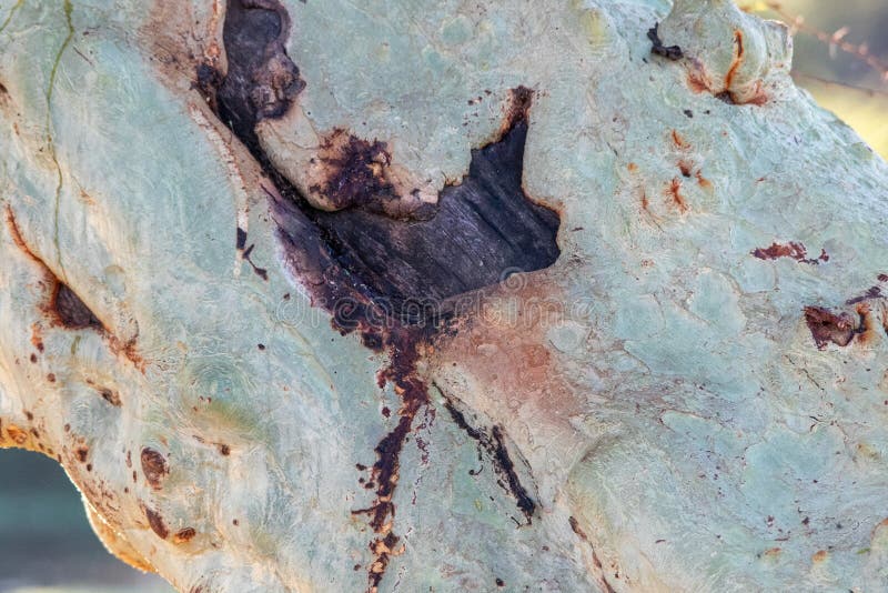 Dark marks on a tree trunk stock photo. Image of graphic - 249233800