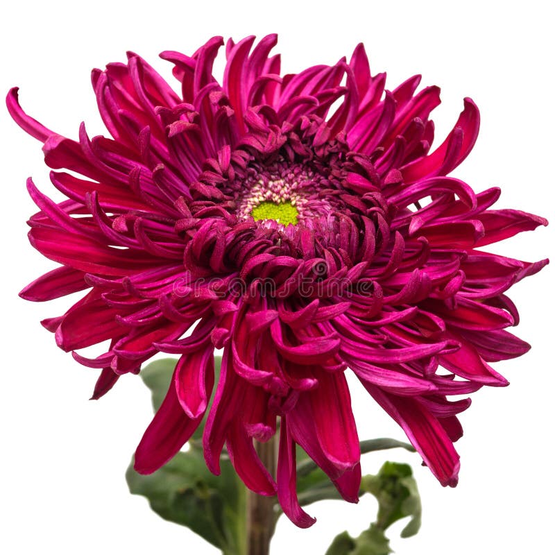 Maroon Chrysanthemum Mums Aster Flowers, Crysanths Stock Photo - Image ...