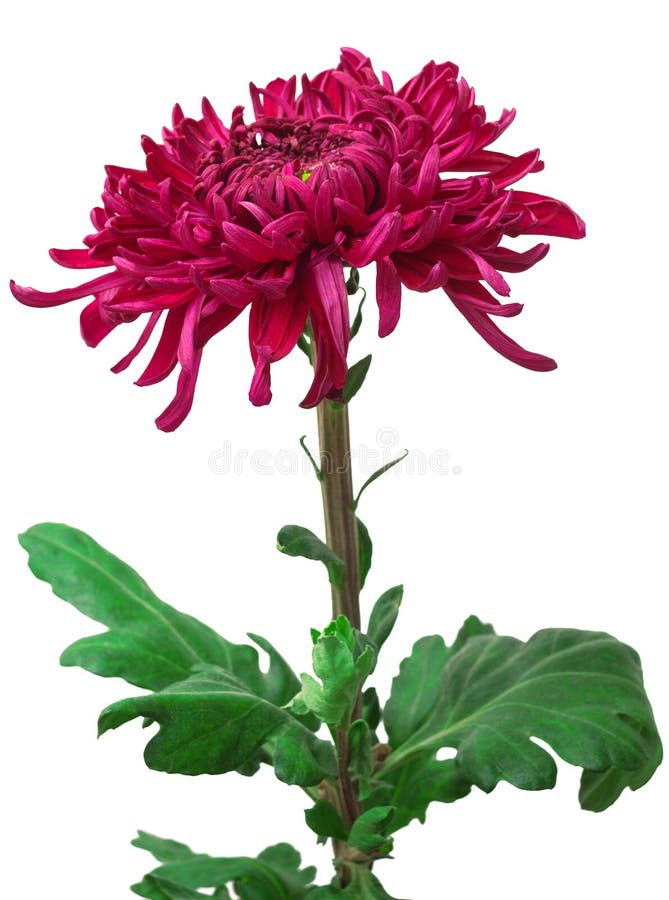 Maroon Chrysanthemum Mums Aster Flowers, Crysanths Stock Photo - Image ...