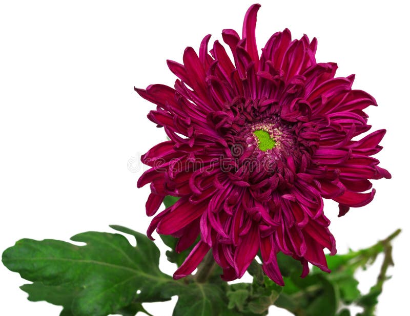 Maroon Chrysanthemum Mums Aster Flowers, Crysanths Stock Photo - Image ...