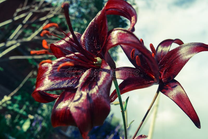 Dark Maroon Lilies in the Garden Stock Photo - Image of color, dark ...