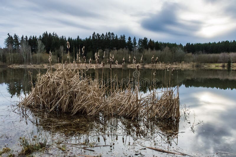 Dark marsh with plants stock image. Image of falling - 70821213