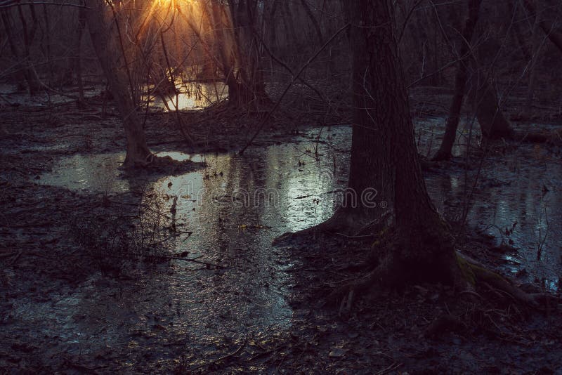Dark Marsh with Sunset Light Stock Photo - Image of nature, swamp: 51210232