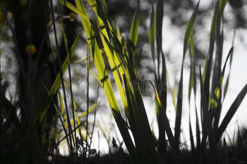 Dark meadow sunshine stock image. Image of meadow, shadow - 185011017