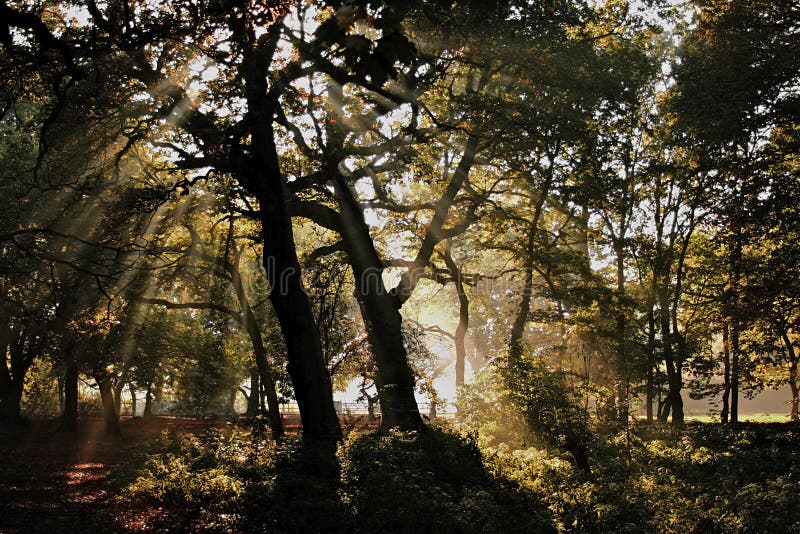 Dark misty forest stock image. Image of luring, frost - 2147343