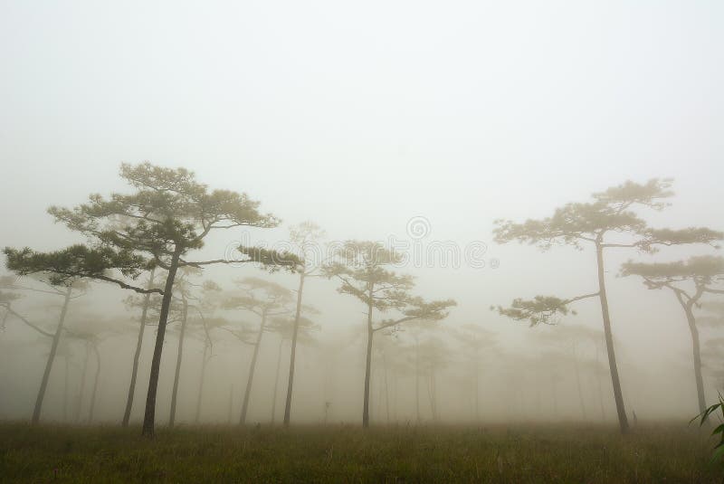 Dark Misty Forest with Pine Trees in Morning Stock Photo - Image of ...