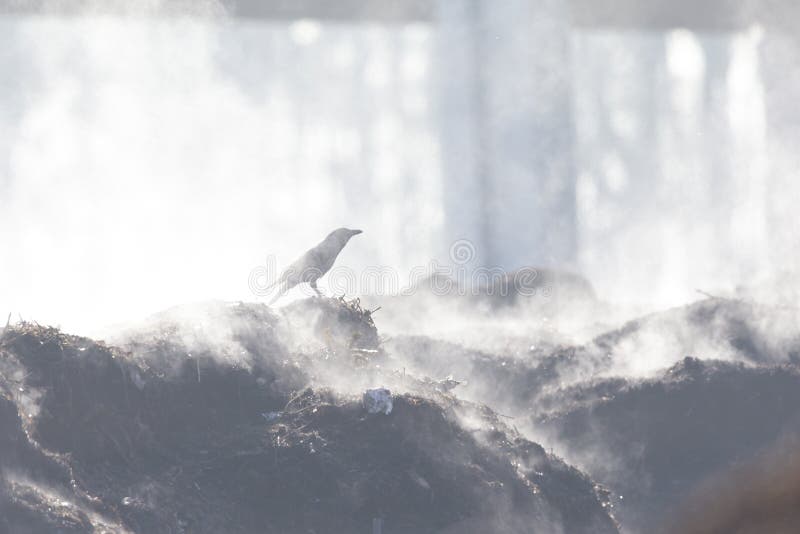 A Common Raven Corvus Corax in the Mist Stock Image - Image of flight ...