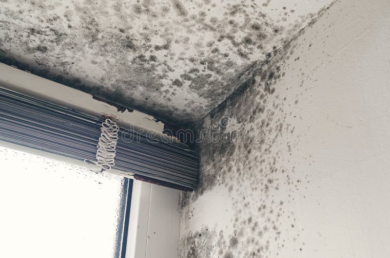Dark Mold Spreading on Walls and Ceiling by Window with Blinds Stock ...