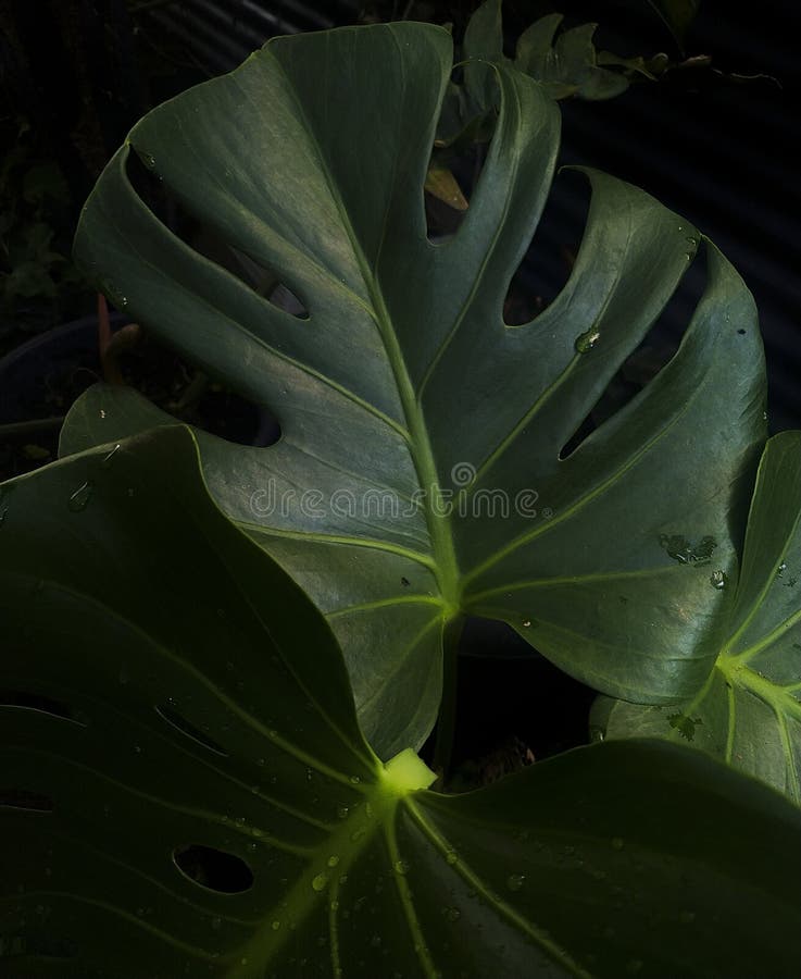Dark Monstera Leaf Background Stock Photo - Image of background, insect ...