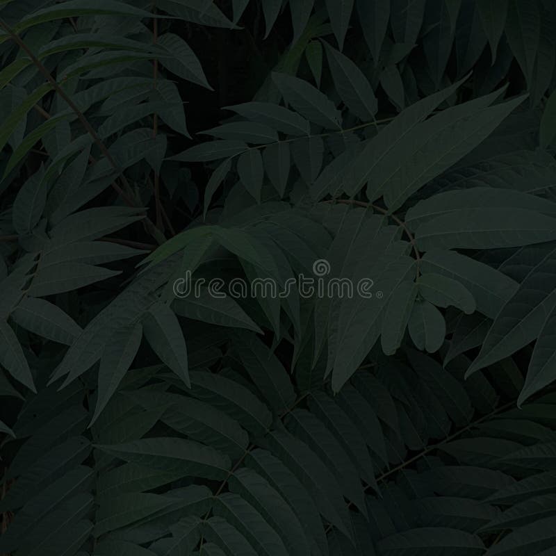103 Neem Tree Top View Stock Photos - Free & Royalty-Free Stock Photos ...