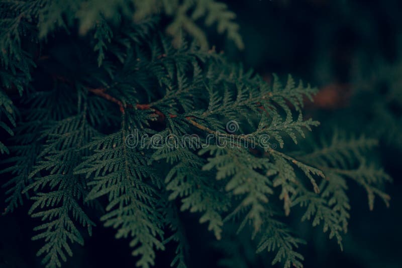 Dark Moody Evergreen Thuja Tree Background Stock Photo - Image of ...