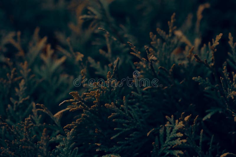 Dark and moody ambiance stock photo. Image of moody - 258516306