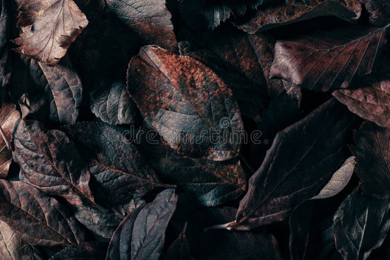 Dark Moody Faded Brown Autumn Leaf Background, Fall Decay Stock Photo ...