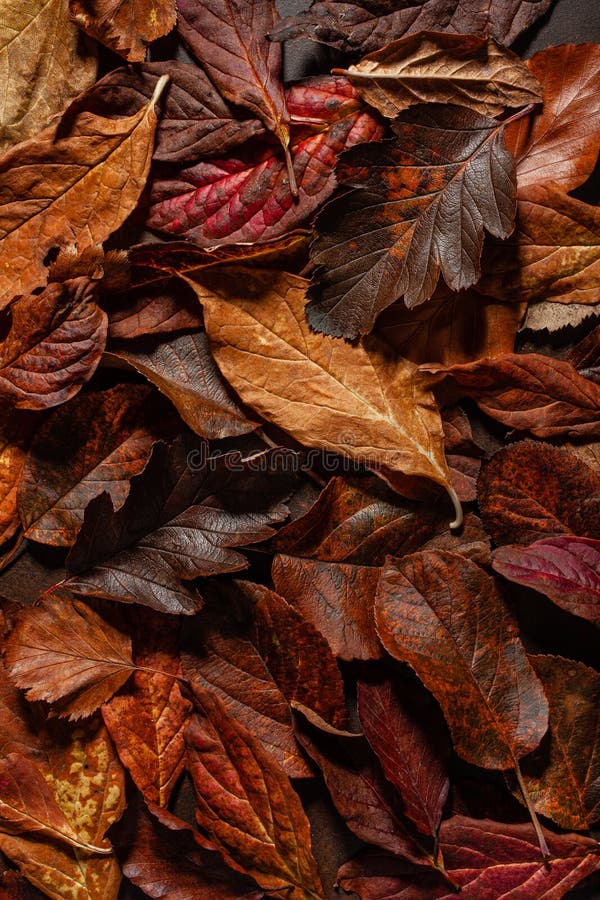 Dark Moody Faded Brown Autumn Leaf Background, Fall Decay Stock Image ...