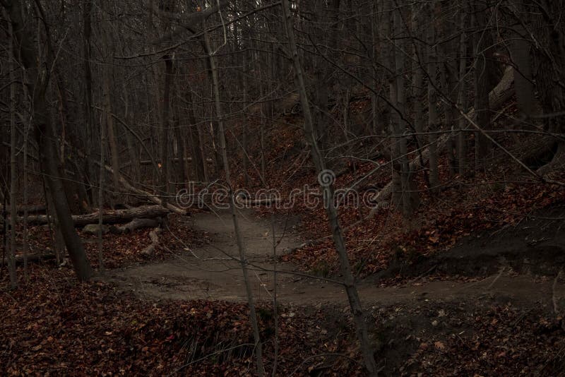 Dark and Moody Forest Pathway Stock Image - Image of foliage, pathway ...