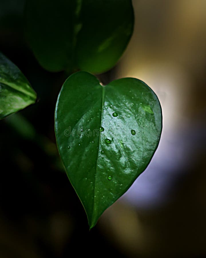 Dark and Moody Heart Shaped Deep Green Leaf with Small Water Droplets ...