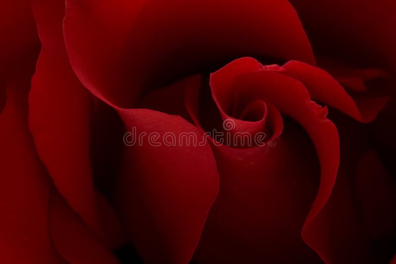 Dark Moody Red Rose Background Stock Image - Image of bloom, blossom ...