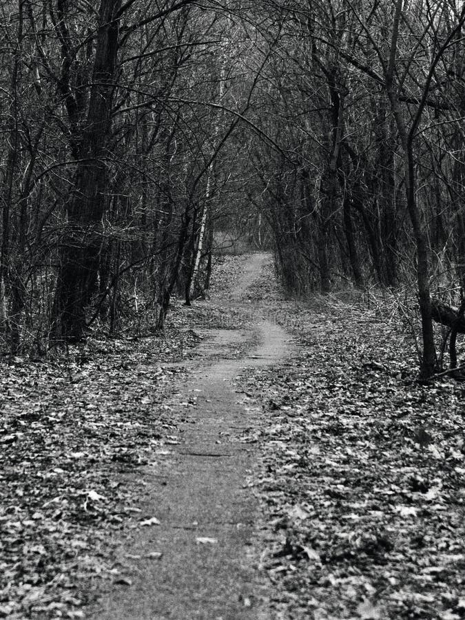 Dark and Spooky Trail through Woods Stock Image - Image of landscape ...