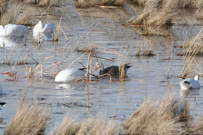 Snow Goose -Dark Morph stock image. Image of morph, goose - 105258513